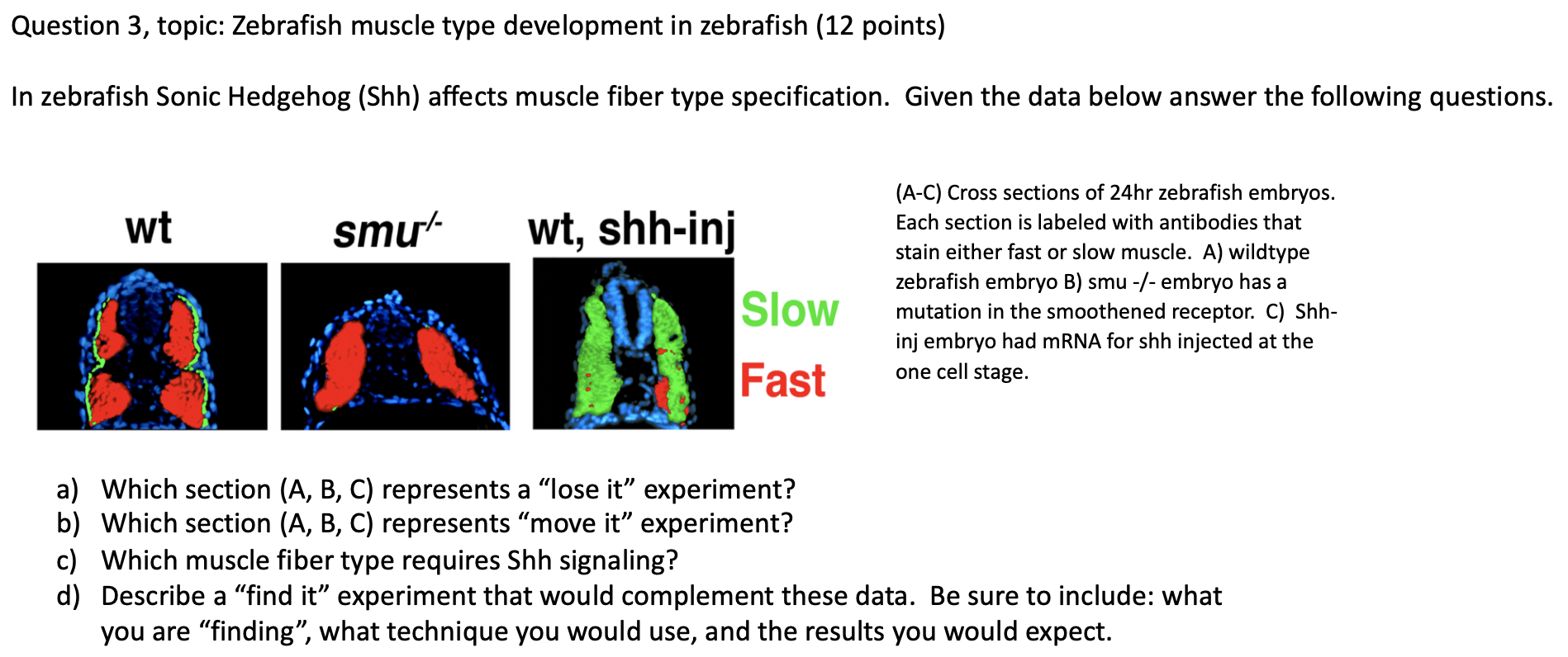 Question 3, topic: Zebrafish muscle type development | Chegg.com