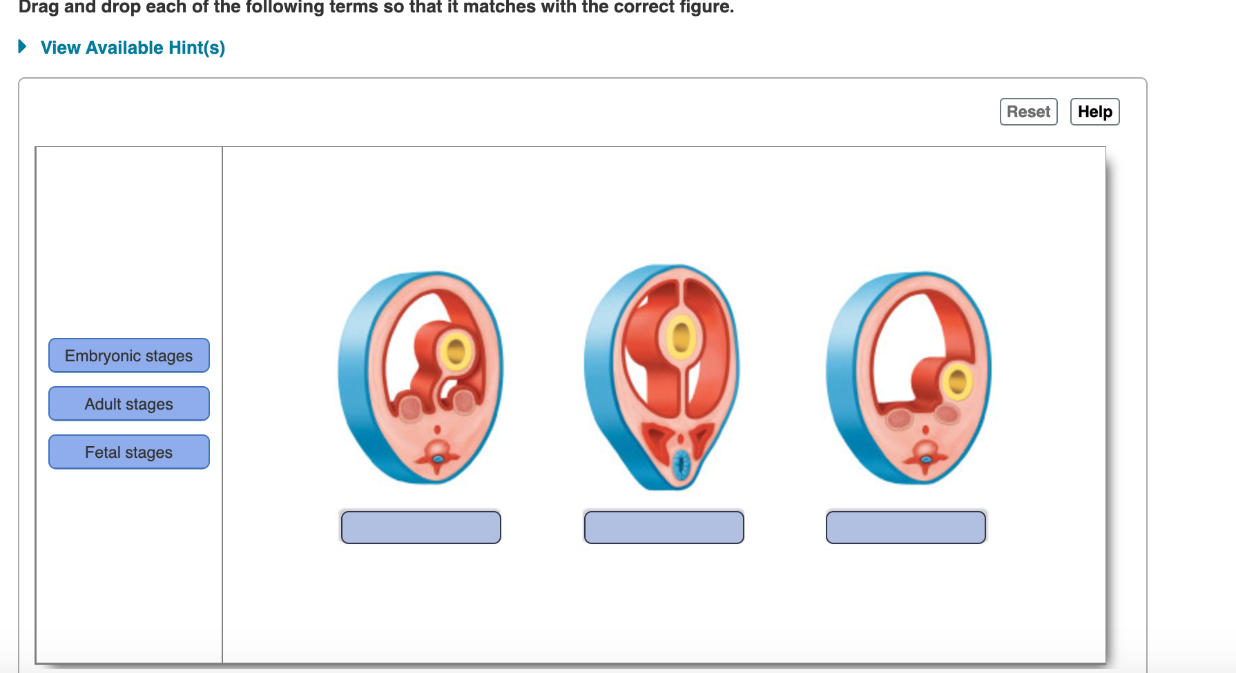 Solved Drag and drop each of the following terms so that it | Chegg.com