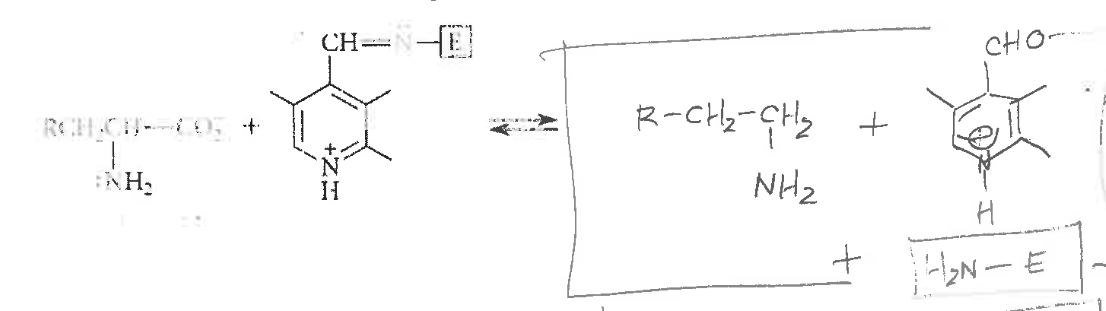 Solved RCHICH-405 + INH₂ 2 CH-B H R-CH₂-CH₂ NH₂ + CHC H + | Chegg.com