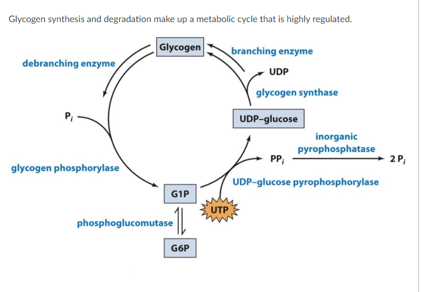 Solved Glycogen synthesis and degradation make up a | Chegg.com