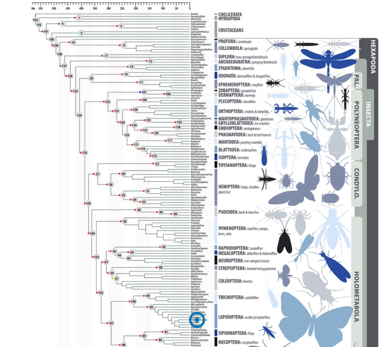 Solved - CHELICERATA MYRIAPODA CRUSTACEANS PROTURA: | Chegg.com