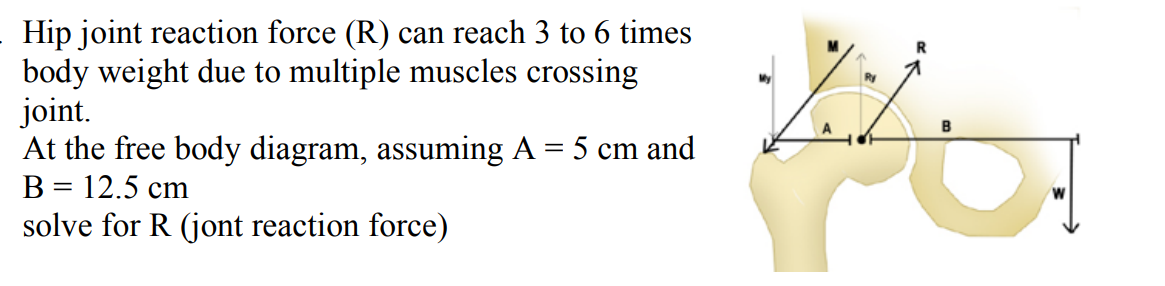 Hip joint reaction force (R) ﻿can reach 3 ﻿to 6 | Chegg.com