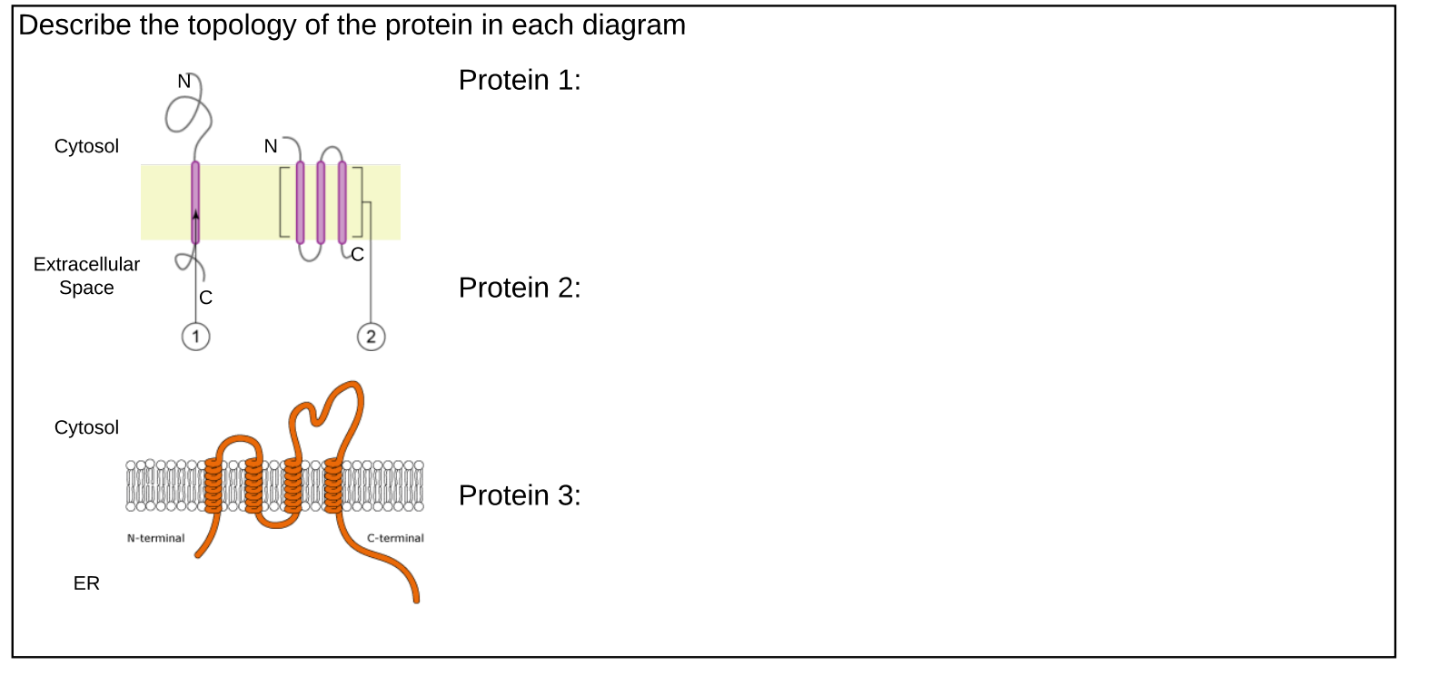 Solved Describe the topology of the protein in each diagram | Chegg.com
