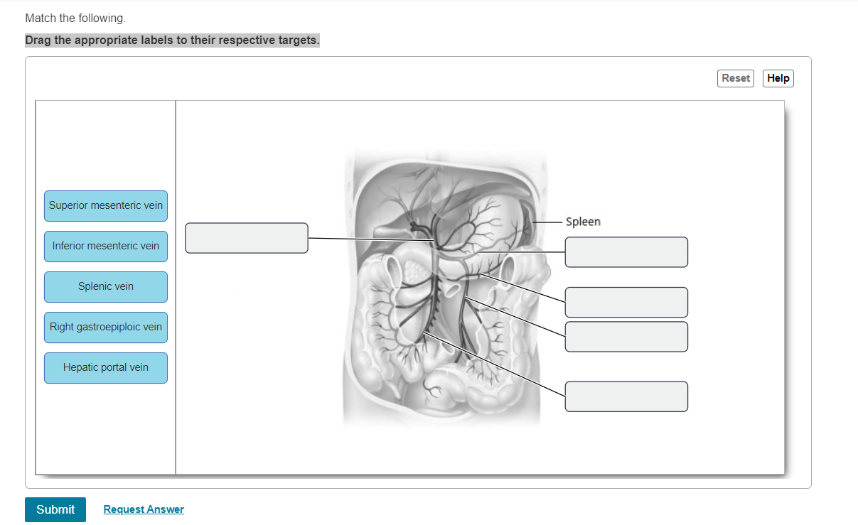 Solved Veins.Match the following.Drag the appropriate labels | Chegg.com