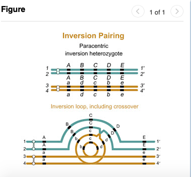 Solved Figure Inversion Pairing Paracentric | Chegg.com