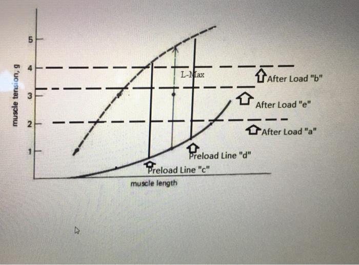 Solved What would happen to stroke volume if the afterload | Chegg.com