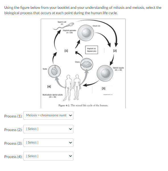 Solved Using the figure below from your booklet and your | Chegg.com