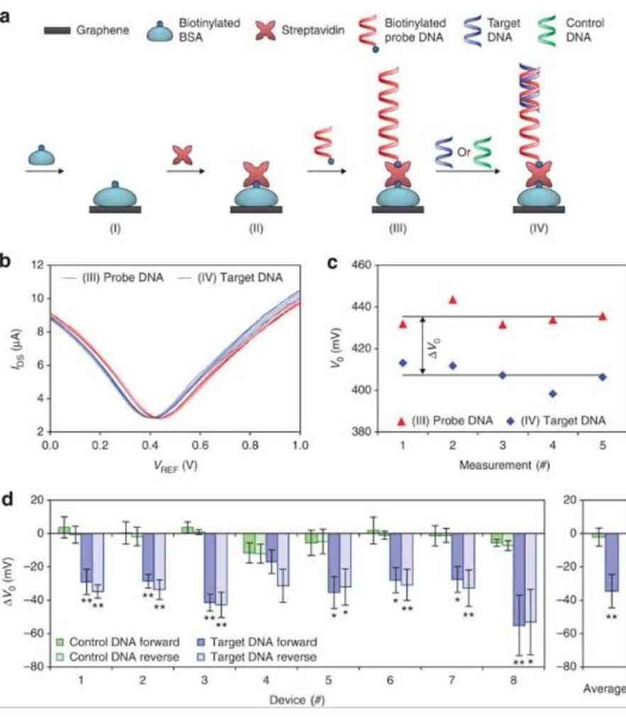 Solved a Graphene Biotinylated BSA Streptavidin Biotinylated | Chegg.com