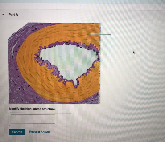 Solved - Part A Identify the highlighted structure. Submit | Chegg.com