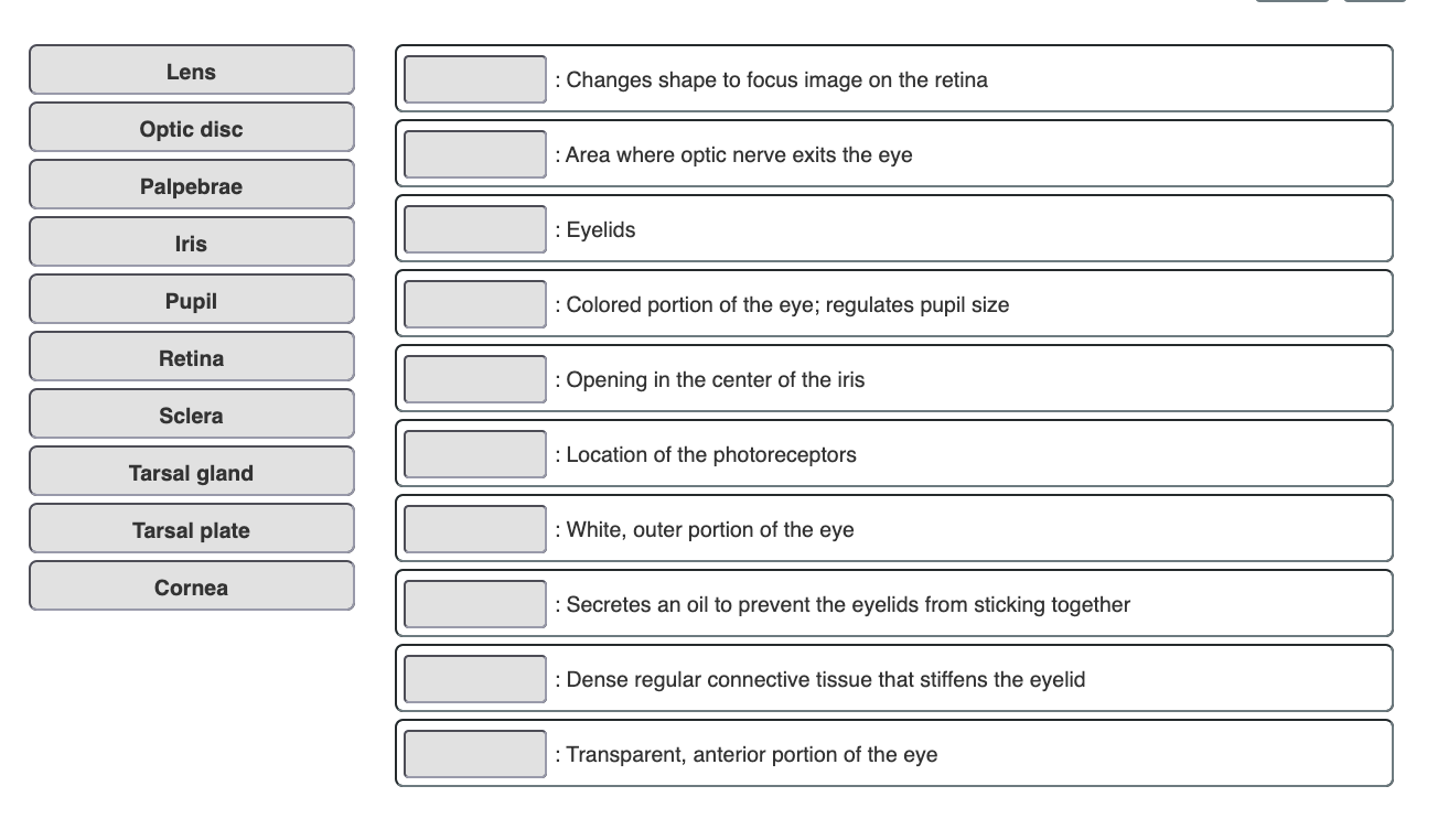 Solved Lens : Changes shape to focus image on the retina | Chegg.com