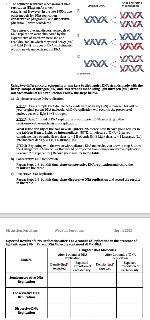 Solved The semiconservative mechanism of DNA replication | Chegg.com