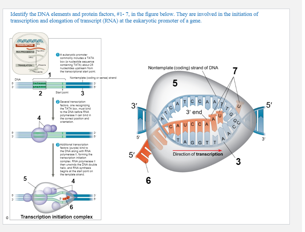 Transcription Initiation Complex Eukaryote