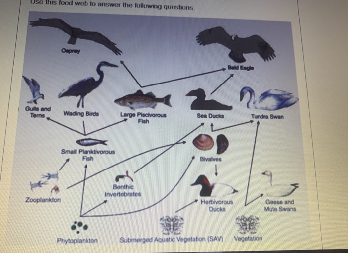 American Bald Eagle Food Chain Diagram Eagle Photography Gallery Of