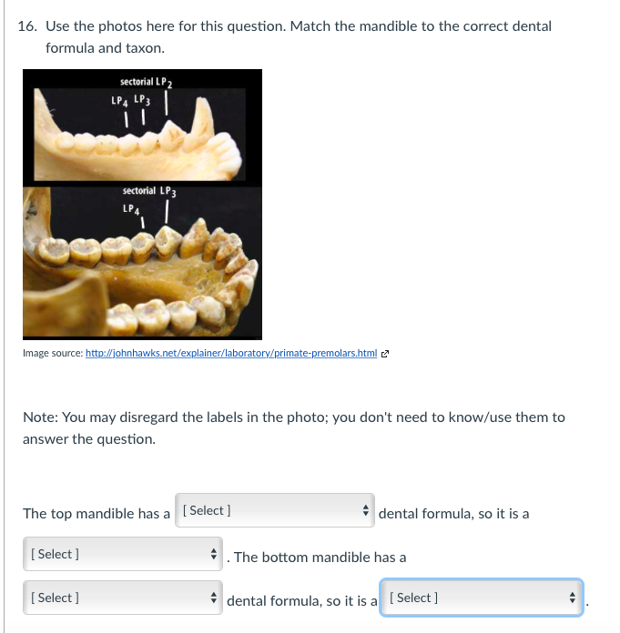 Solved dental formula options: so it is a.. options: | Chegg.com