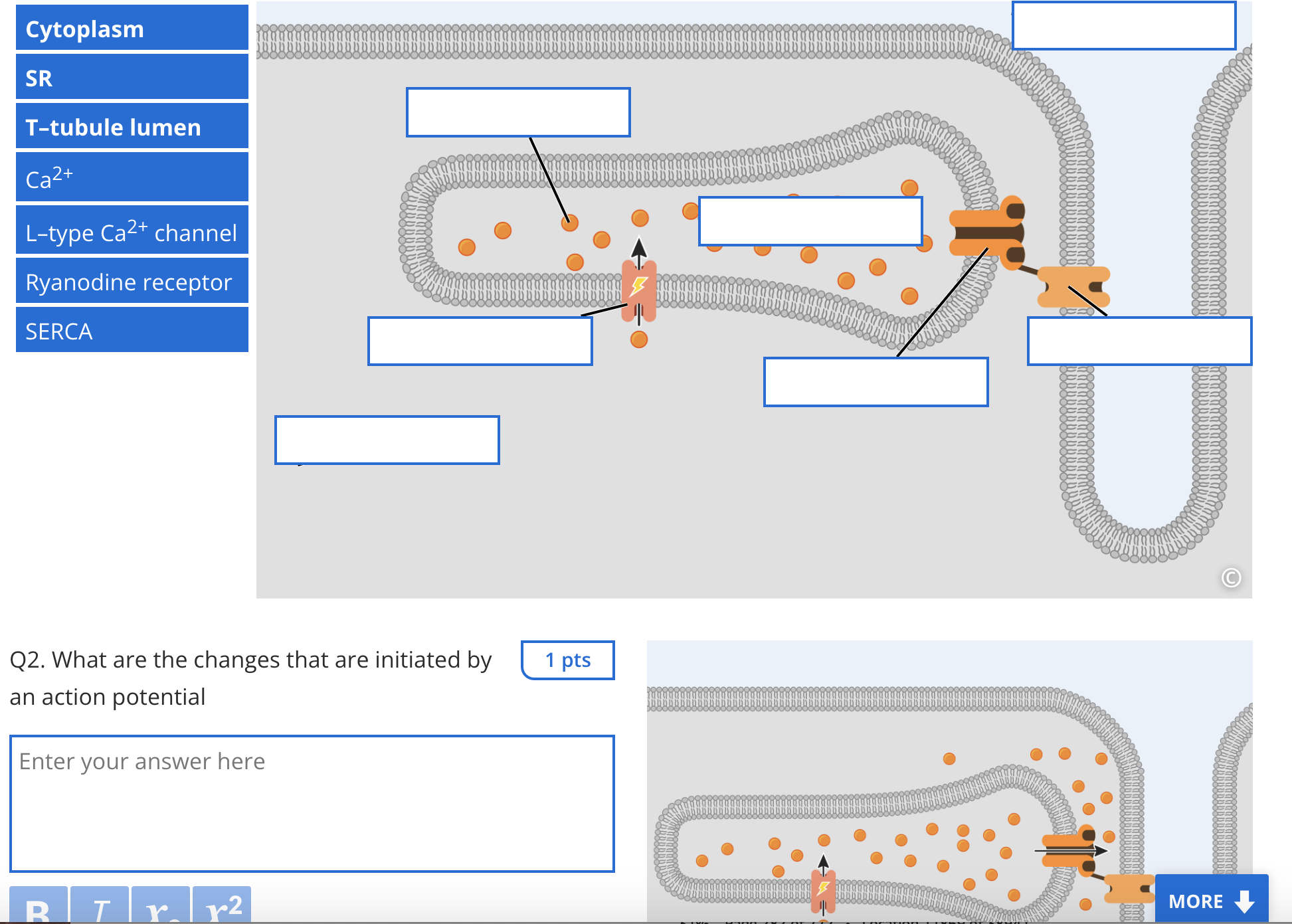 Solved Q2. What are the changes that are initiated by an | Chegg.com