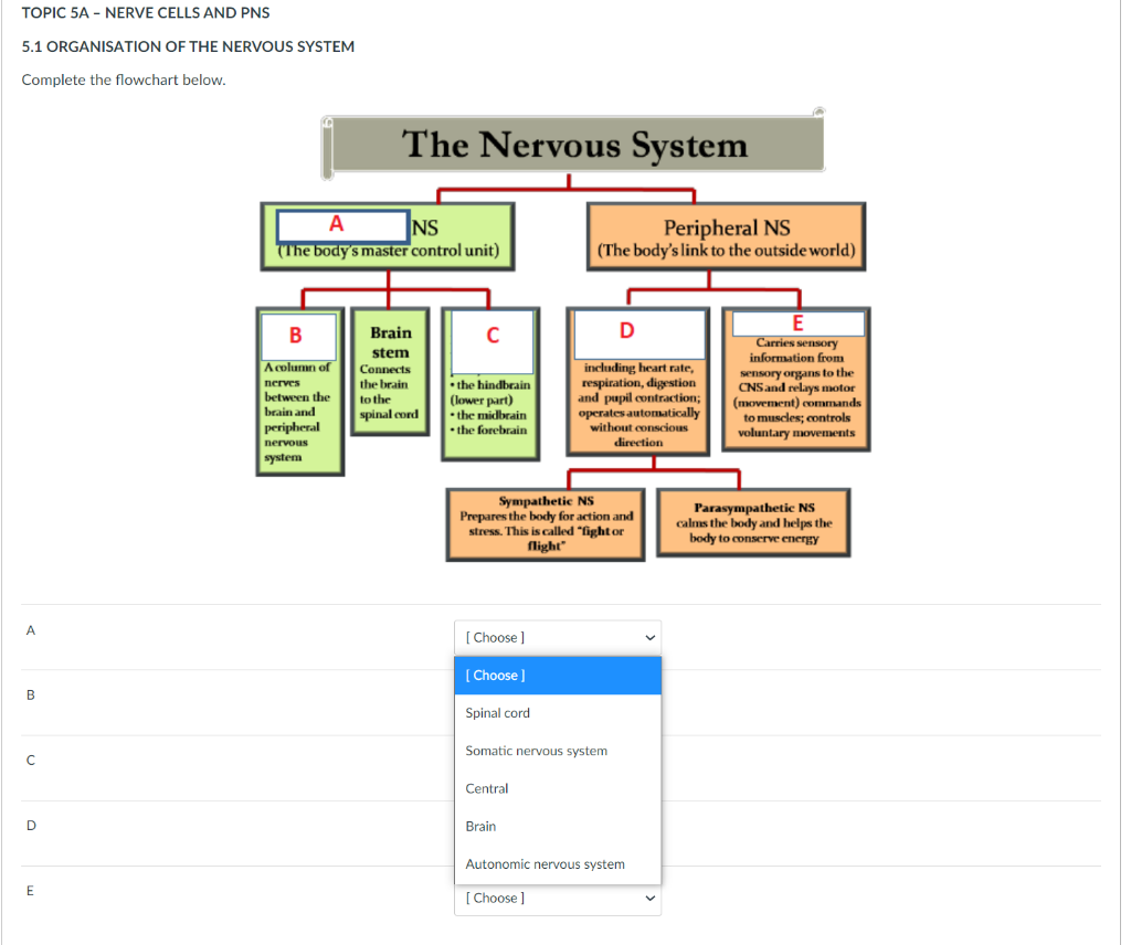 Peripheral Nervous System Flowchart