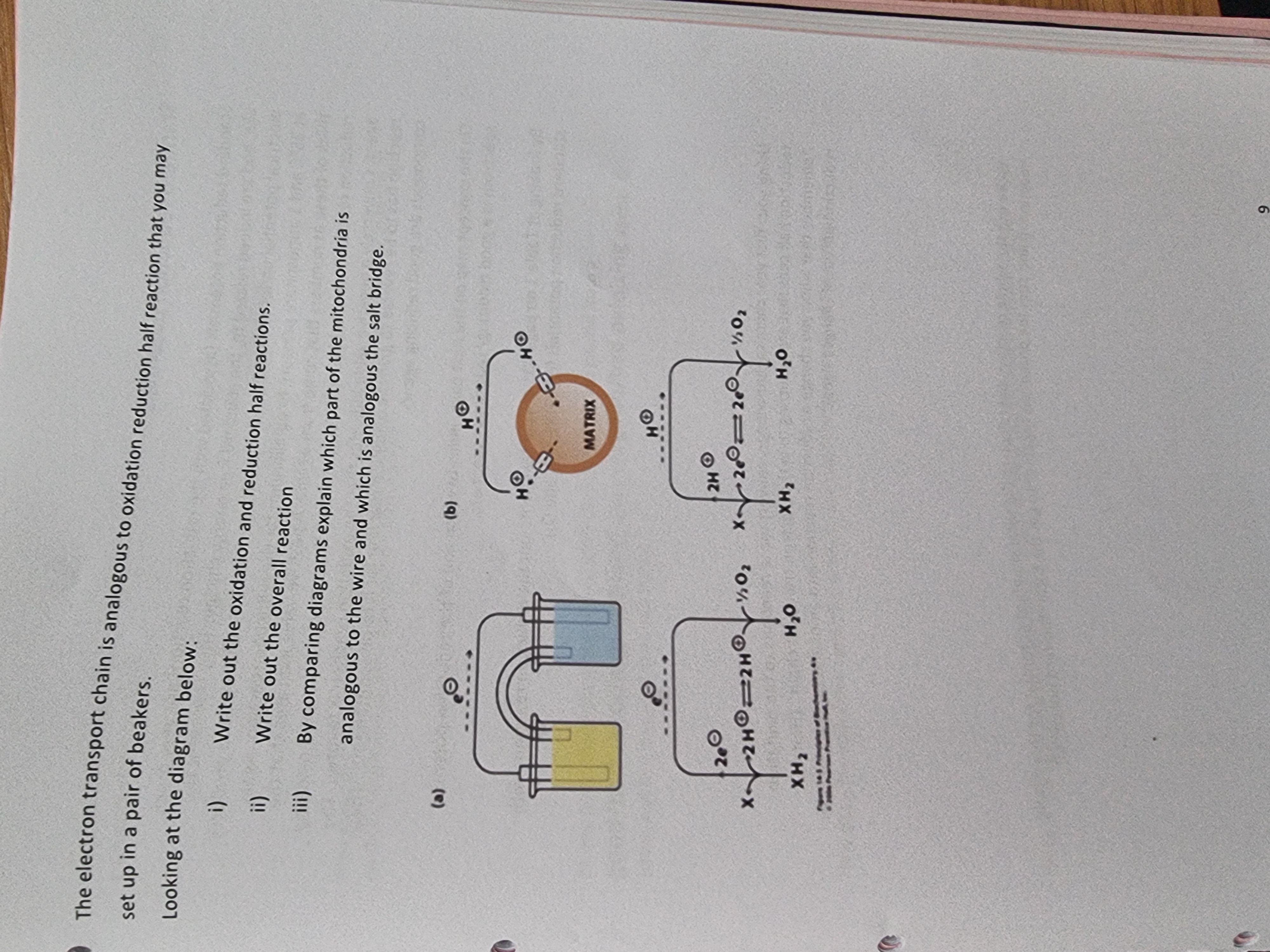 The electron transport chain is analogous to | Chegg.com