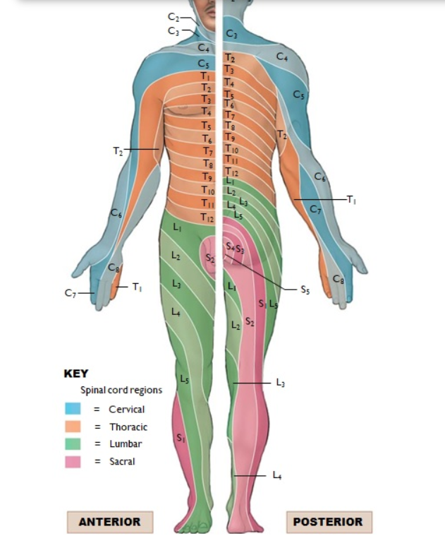 Solved C2- C Ci C4 CA T2 Cs Т; T T4 T2 T; T. TT TS TO TS C5 | Chegg.com