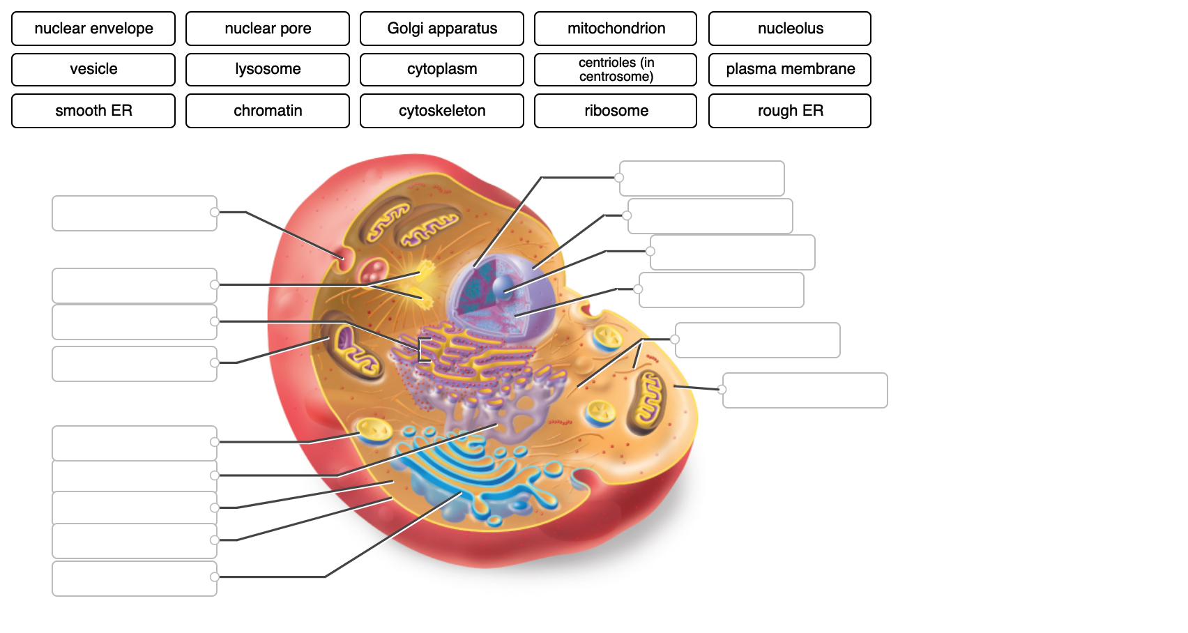 Solved ribsosome nucleoid cell wall flagellum capsule plasma | Chegg.com