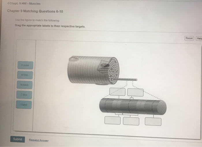 Solved Chapt. 9 H. Muscles Chapter 9 Matching Questions 6-10 | Chegg.com