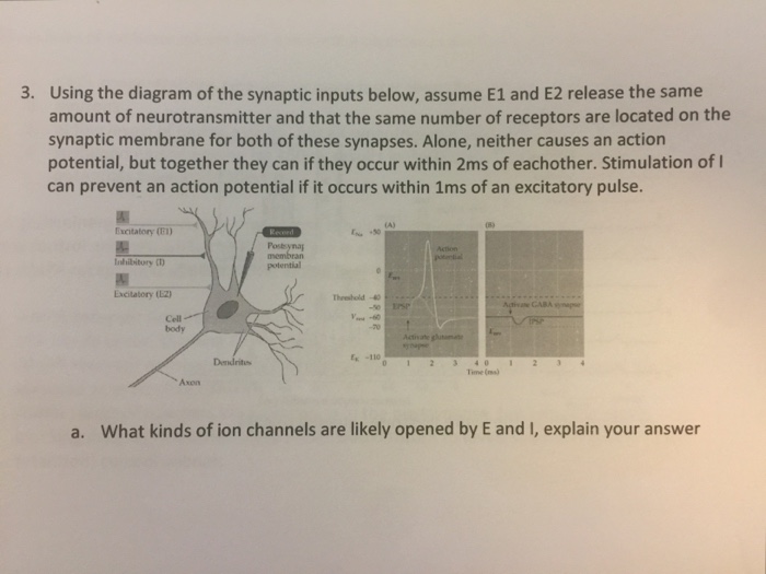 Solved Using the diagram of the synaptic inputs below, | Chegg.com