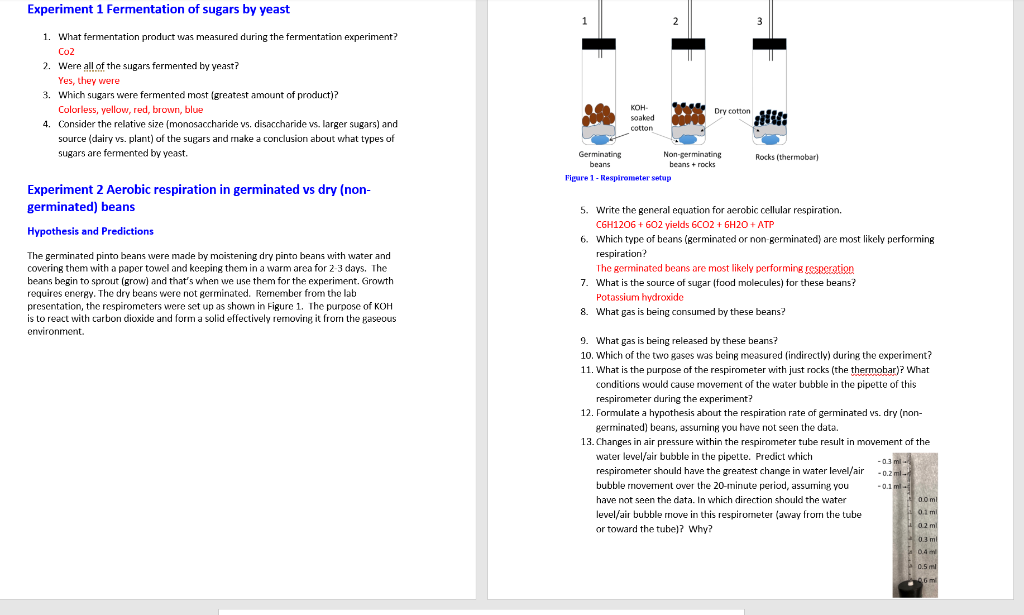 Solved Experiment 1 Fermentation of sugars by yeast 1 2 3 1. | Chegg.com