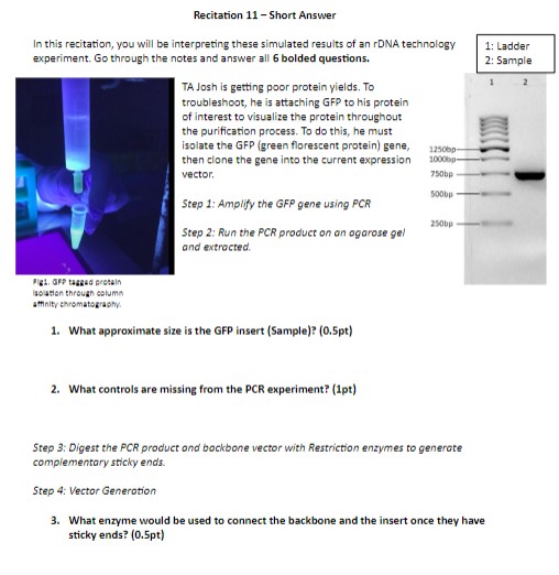 Solved In this recitation, you will be interpreting these | Chegg.com
