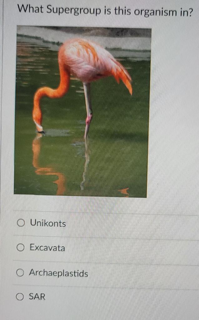 Solved What Supergroup is this organism in? Unikonts | Chegg.com