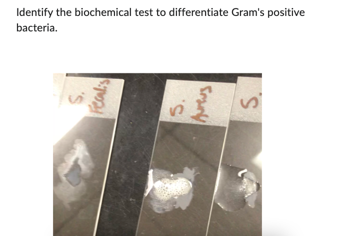 Solved Identify the biochemical test to differentiate Gram's | Chegg.com