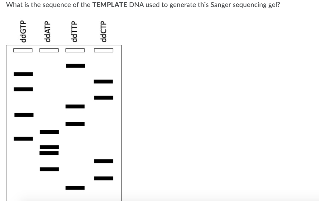 Solved What is the sequence of the TEMPLATE DNA used to | Chegg.com