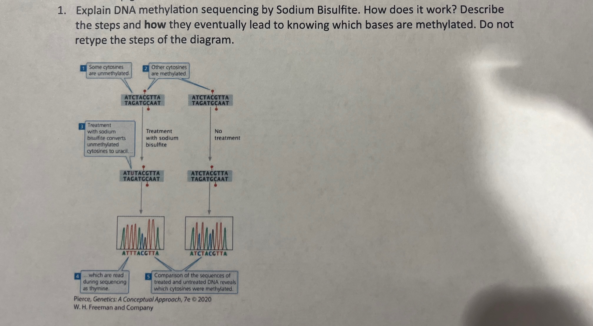 Solved 1. Explain DNA methylation sequencing by Sodium | Chegg.com