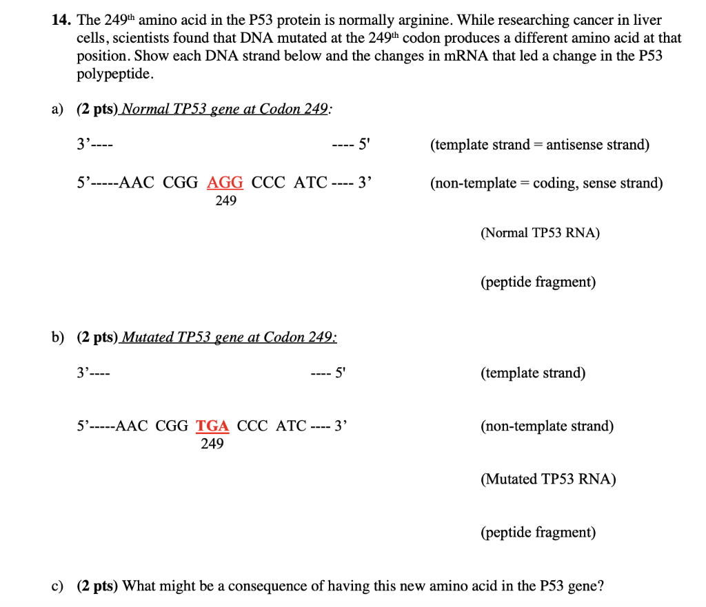 Solved 14. The 249th amino acid in the P53 protein is | Chegg.com