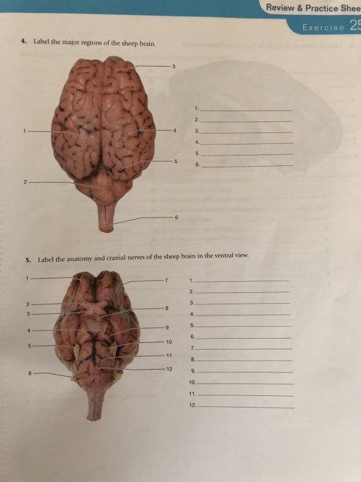 Solved Review & Practice Shee Exercise 2 4. Label the major | Chegg.com