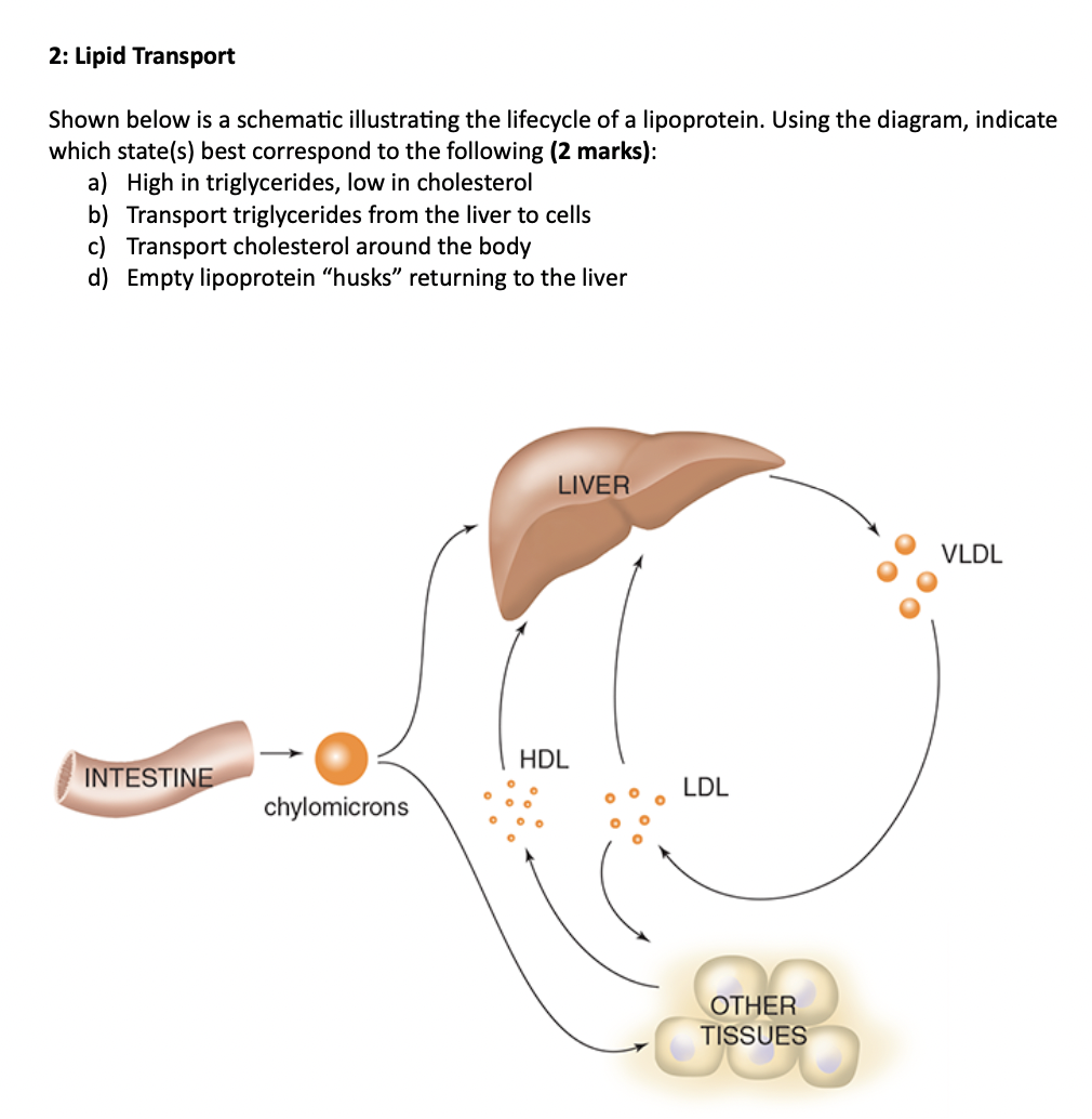 Solved 2: Lipid Transport Shown below is a schematic | Chegg.com