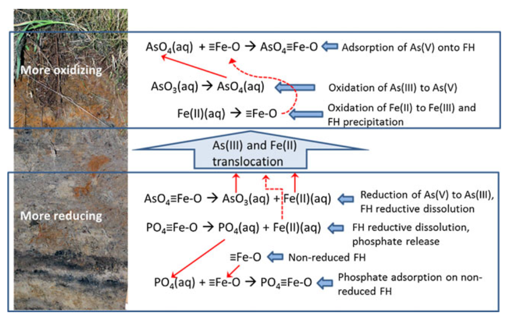 AsOf(aq) + EFT-O → AsOq=Fe-0 Adsorption of As(V) onto | Chegg.com