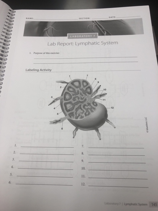Solved DATE SECTION NAME LABORATORY 7 Lab Report: Lymphatic | Chegg.com