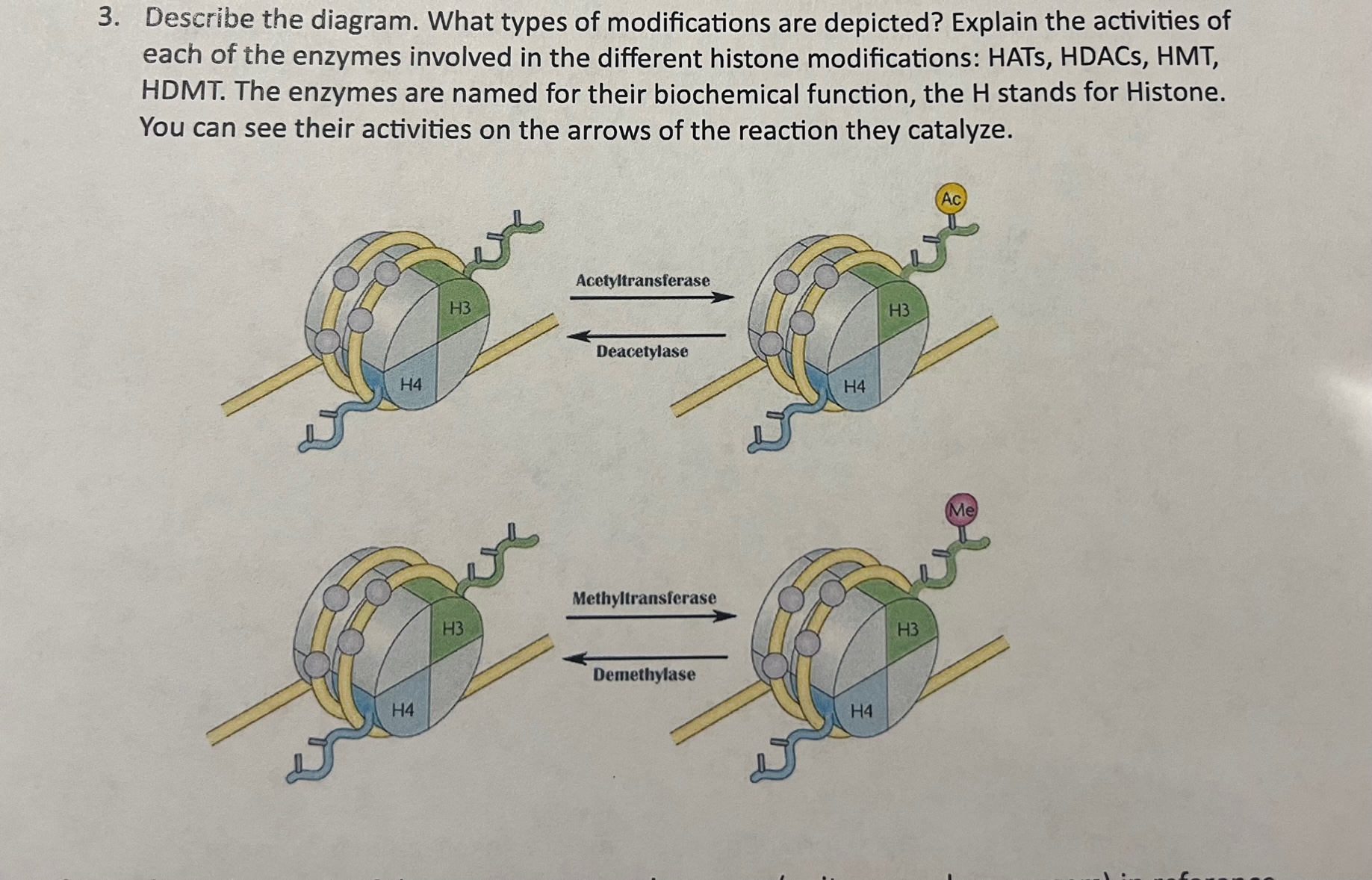 Describe the diagram. What types of modifications are | Chegg.com