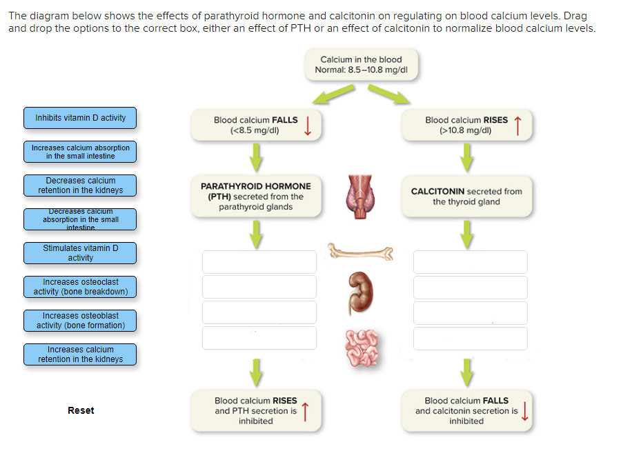 Solved The diagram below shows the effects of parathyroid | Chegg.com