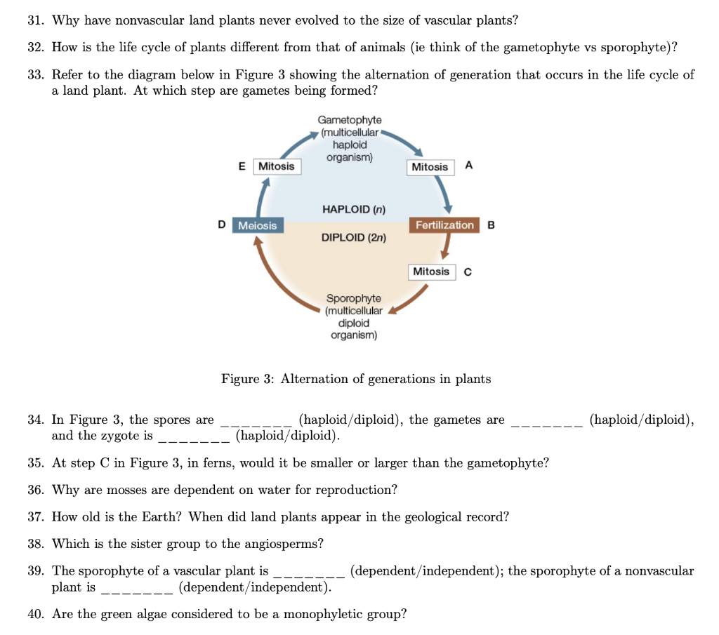 Solved 31 Why Have Nonvascular Land Plants Never Evolved To 3776