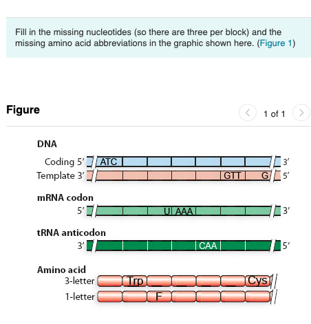 Solved Fill in the missing nucleotides (so there are three | Chegg.com