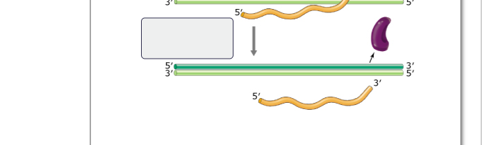 Solved Correctly label the events occurring in this | Chegg.com