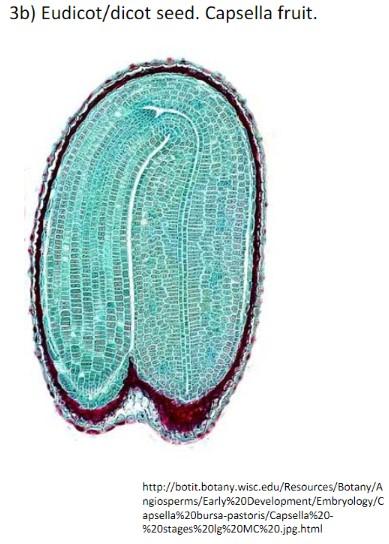 Solved 3b) Eudicot/dicot seed. Capsella fruit. | Chegg.com