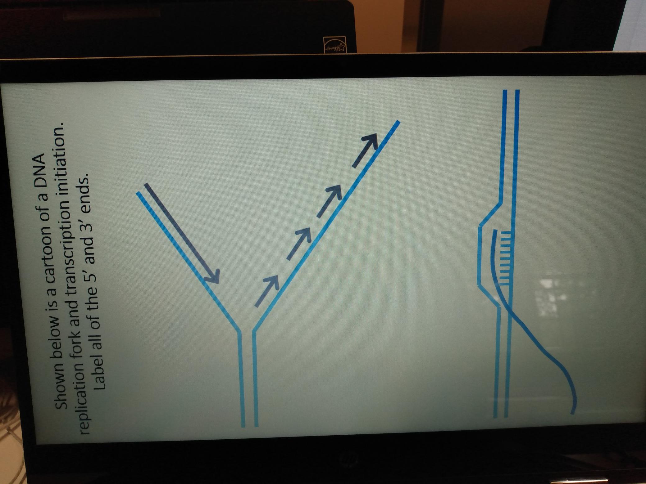 Solved Shown below is a cartoon of a DNA replication fork | Chegg.com