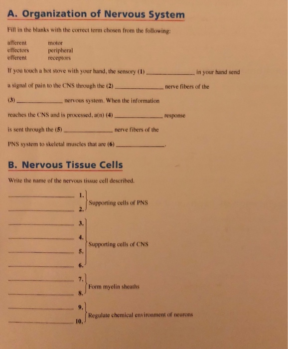 Solved A. Organization of Nervous System Fill in the blanks | Chegg.com