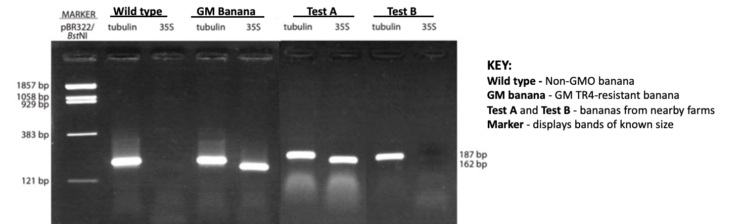 Solved Cavendish bananas were genetically modified (GM) with | Chegg.com