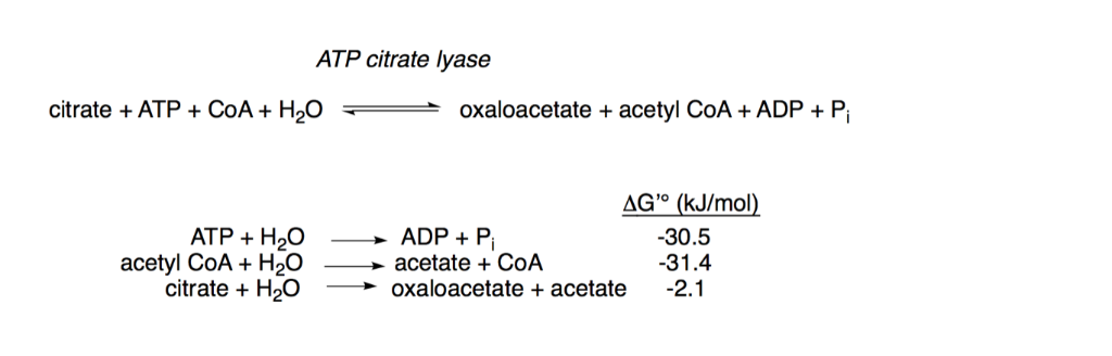 Solved The reaction catalyzed by ATP citrate lyase is shown | Chegg.com