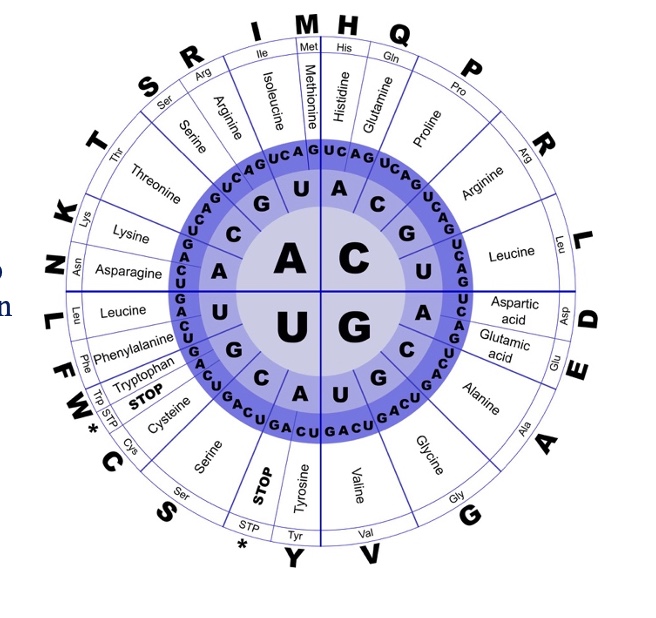 A DNA sequence encodes a protein with the amino acid | Chegg.com