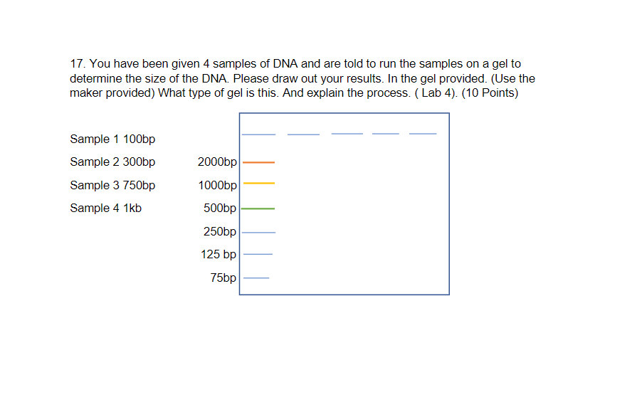 Solved 17. You have been given 4 samples of DNA and are told | Chegg.com