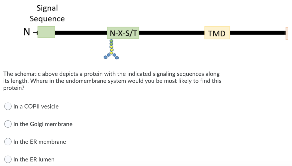 Solved Signal Sequence N- N-X-S/T TMD The schematic above | Chegg.com