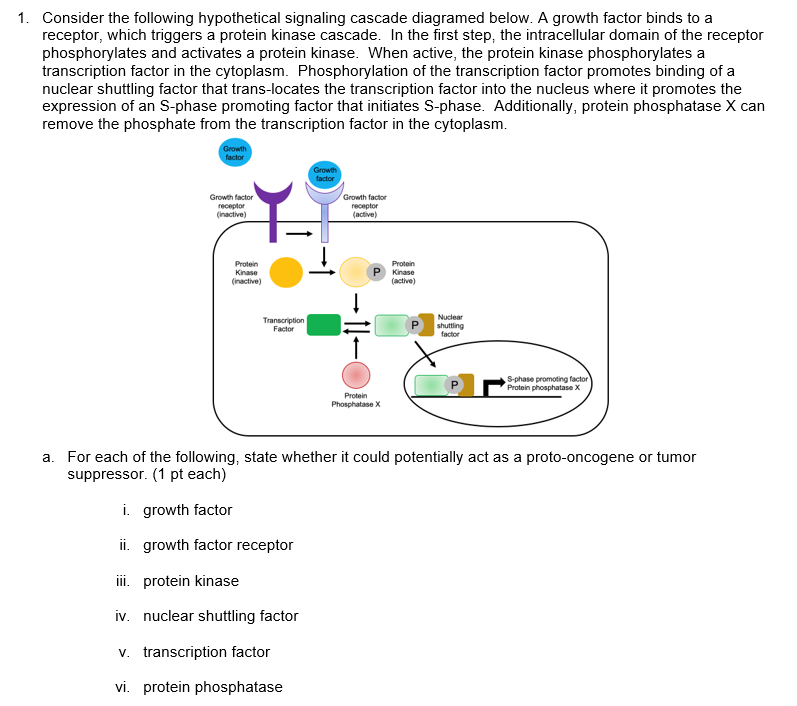 Solved 1. ﻿Consider the following hypothetical signaling | Chegg.com